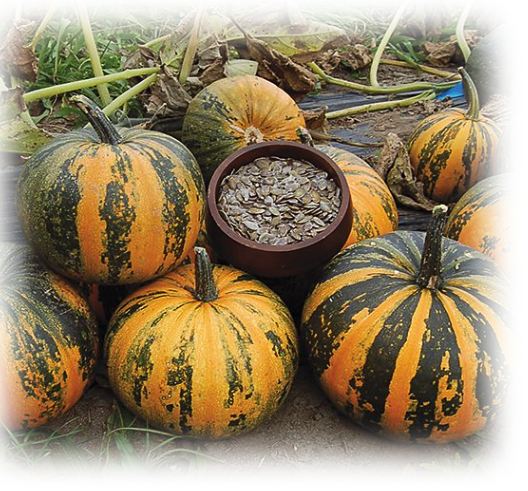 Histoire de la courge – Courges ancestrales